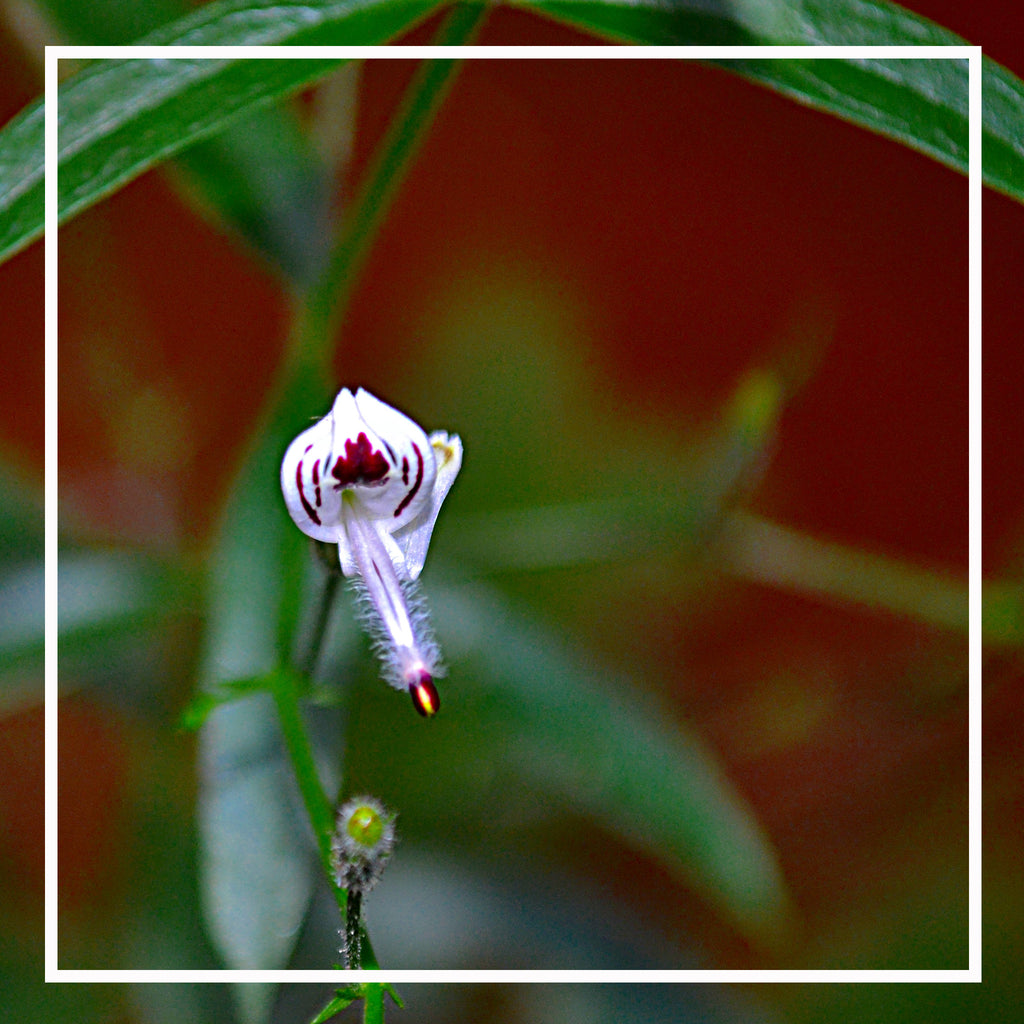 Organic Andrographis Herbal Extract (Andrographis pinniculata) – Sierra ...