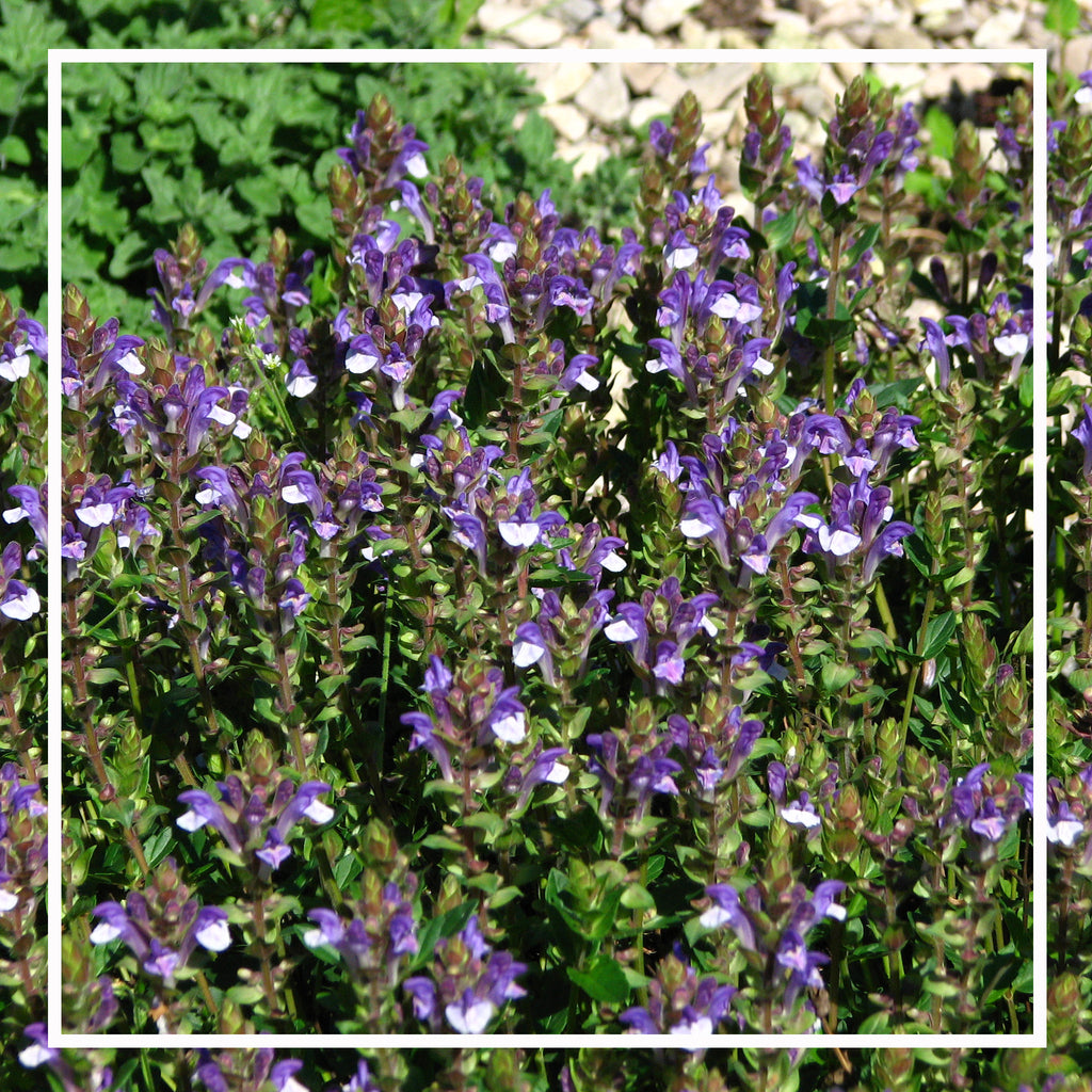 Organic Chinese Skullcap Herbal Extract (Scutellaria baicalensis ...