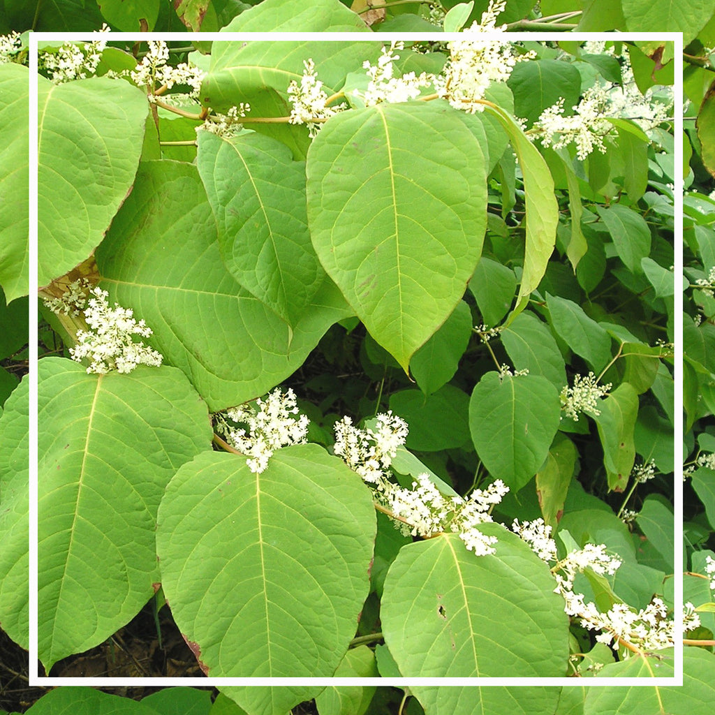 Organic Japanese Knotweed Rhizome Herbal Extract (Polygonum cuspidatum ...